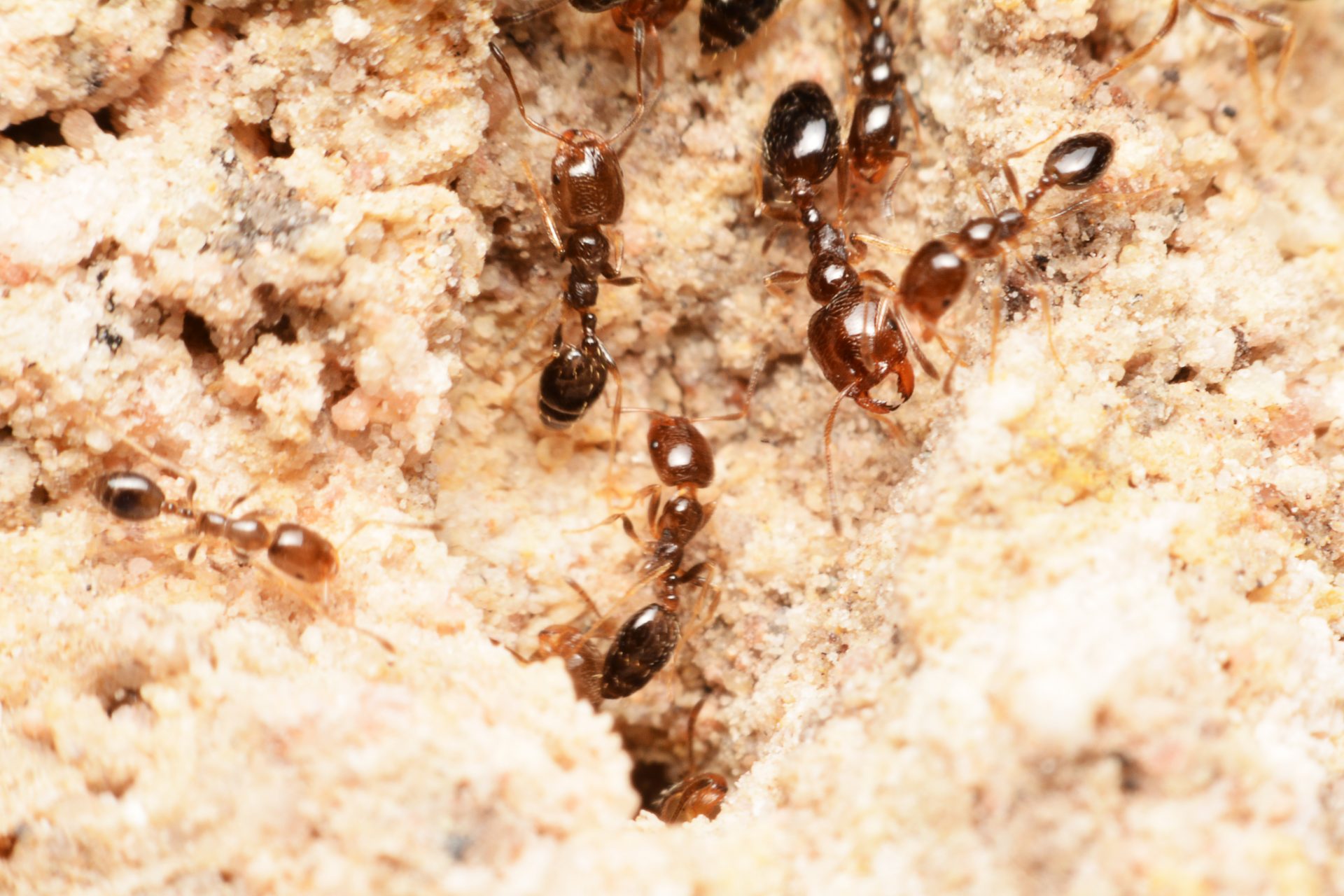 Fire Ants - Blue Chip Termite & Pest Control